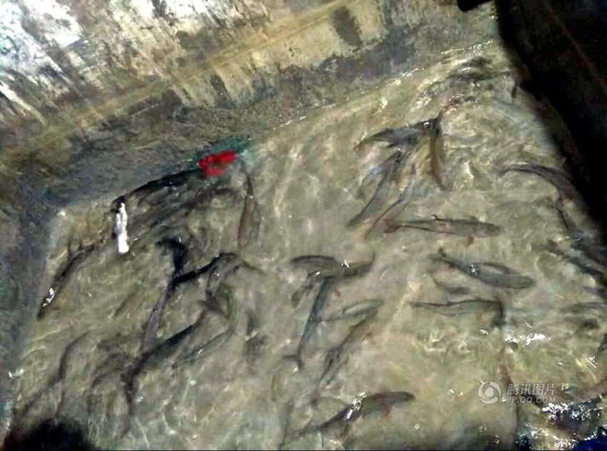 충칭의 신기한 샘물, 증수기에 물고기 저절로 들어와